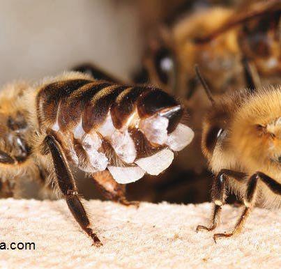 How Bees Make Wax – Meredith May